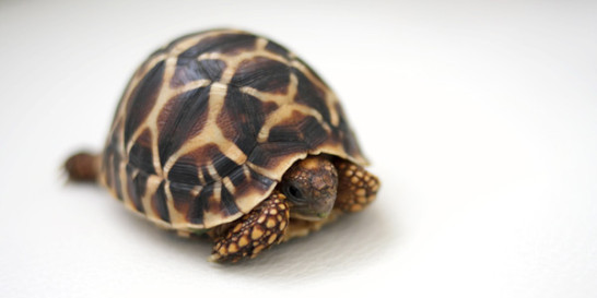 MySQLの数値型（int、tinyint、bigint、decimal、number、float）の解説 | エス技研