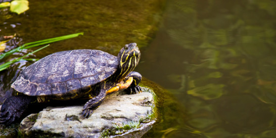 MySQLの数値型（int、tinyint、bigint、decimal、number、float）の解説 | エス技研