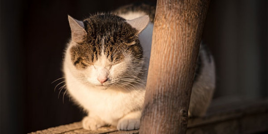 MySQLの数値型（int、tinyint、bigint、decimal、number、float）の解説 | エス技研